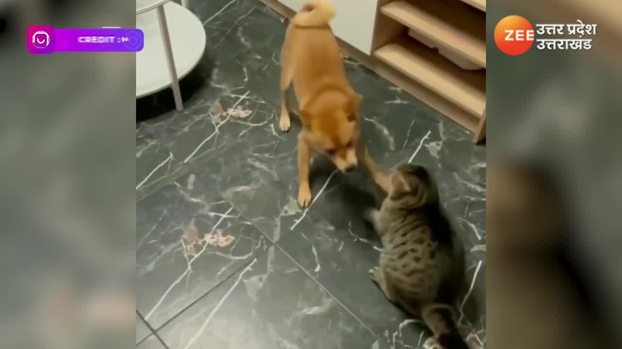 Cat slaps Doggy video of fight goes viral on social media watch here ...