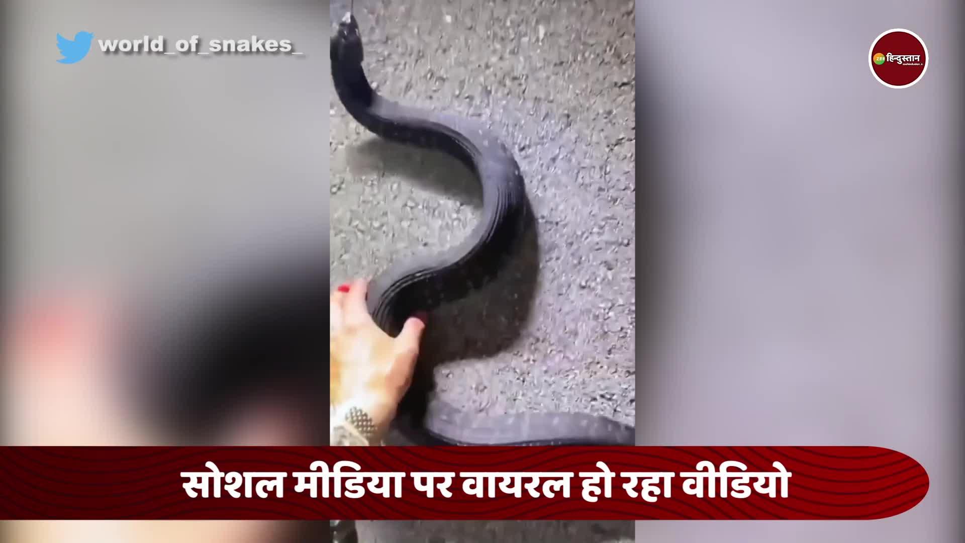 viral video of snake bites man after trying to caught went on social ...