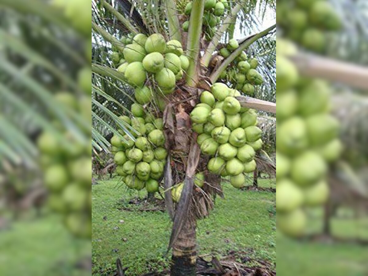 Astro Upay Of Coconut: एक नारियल खोल सकता है आपकी किस्‍मत का ताला! आजमा ...