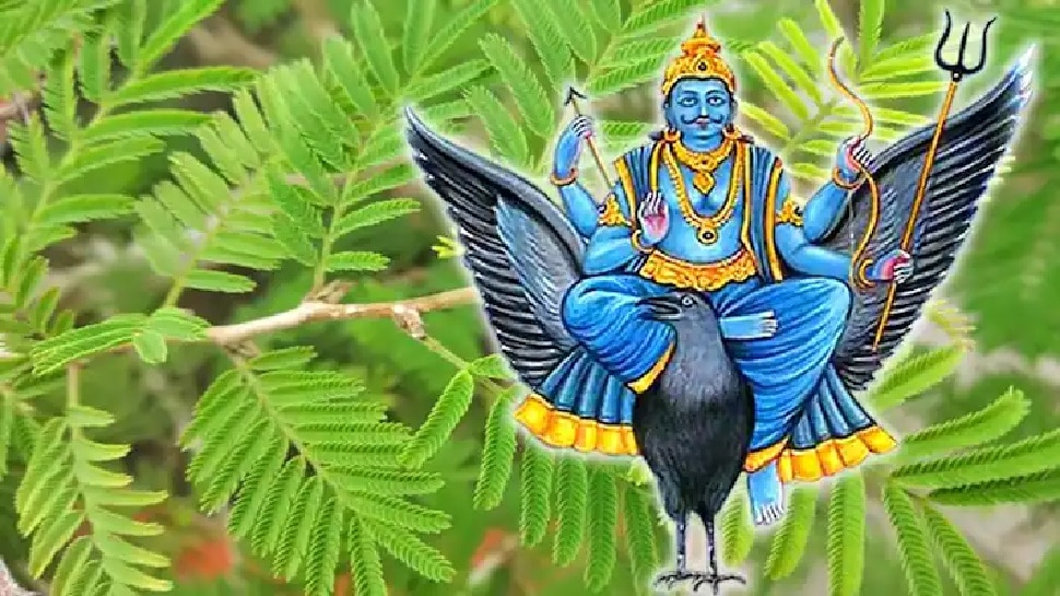 Shami Plant: तुलसी ही नहीं ये पौधा भी होता है बहुत शुभ, घर में लगाते ही ...