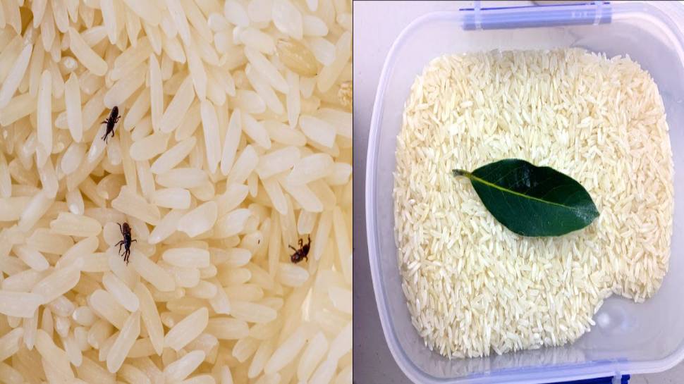 If rice is to be protected from insects, then these methods can be ...
