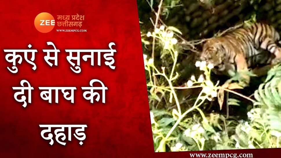 tiger well incident happened near Pench Tiger Reserve chhindwara ssmp ...