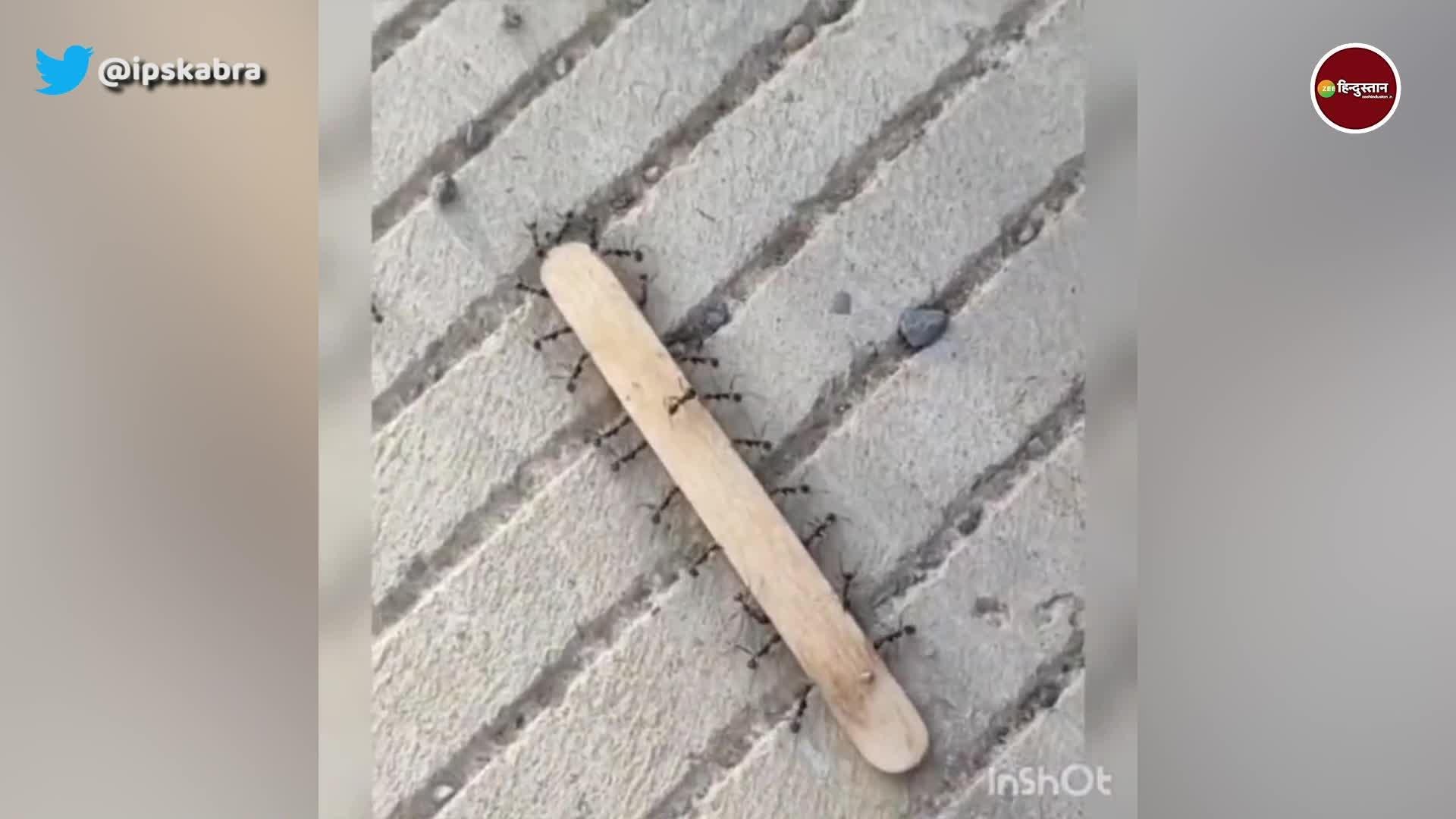 ants carry big stick teaches lesson of life internet users says power ...