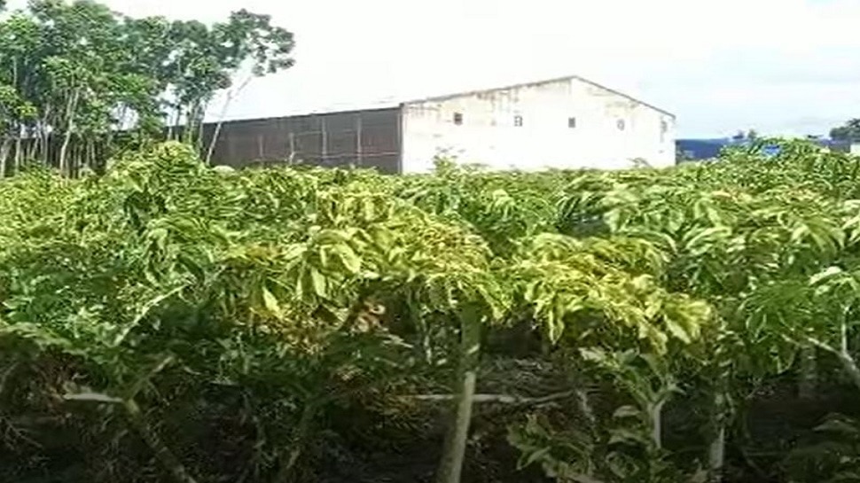 OL Farming became Boon for Bihar People Earning Lakhs of Rupees | OL ...