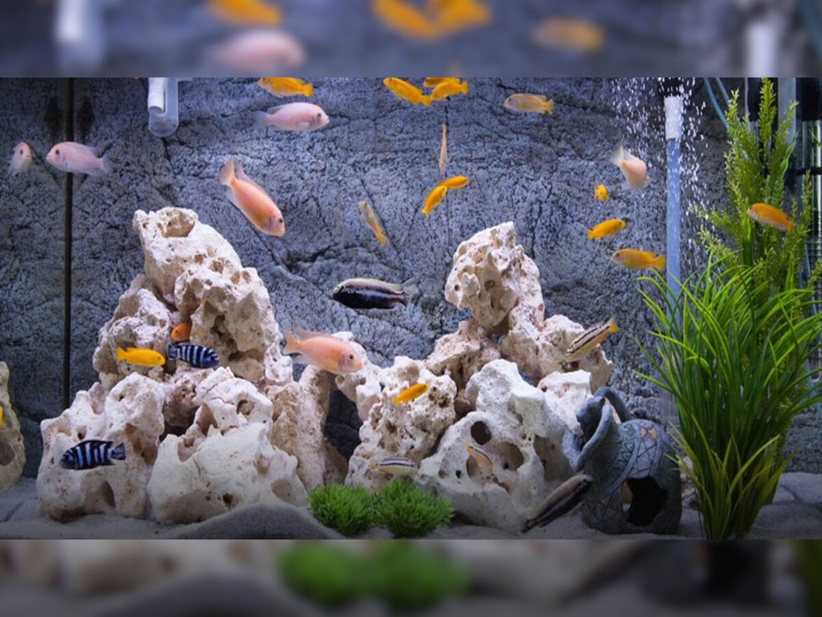 best place for aquarium in house feng shui aquariums benefits ...