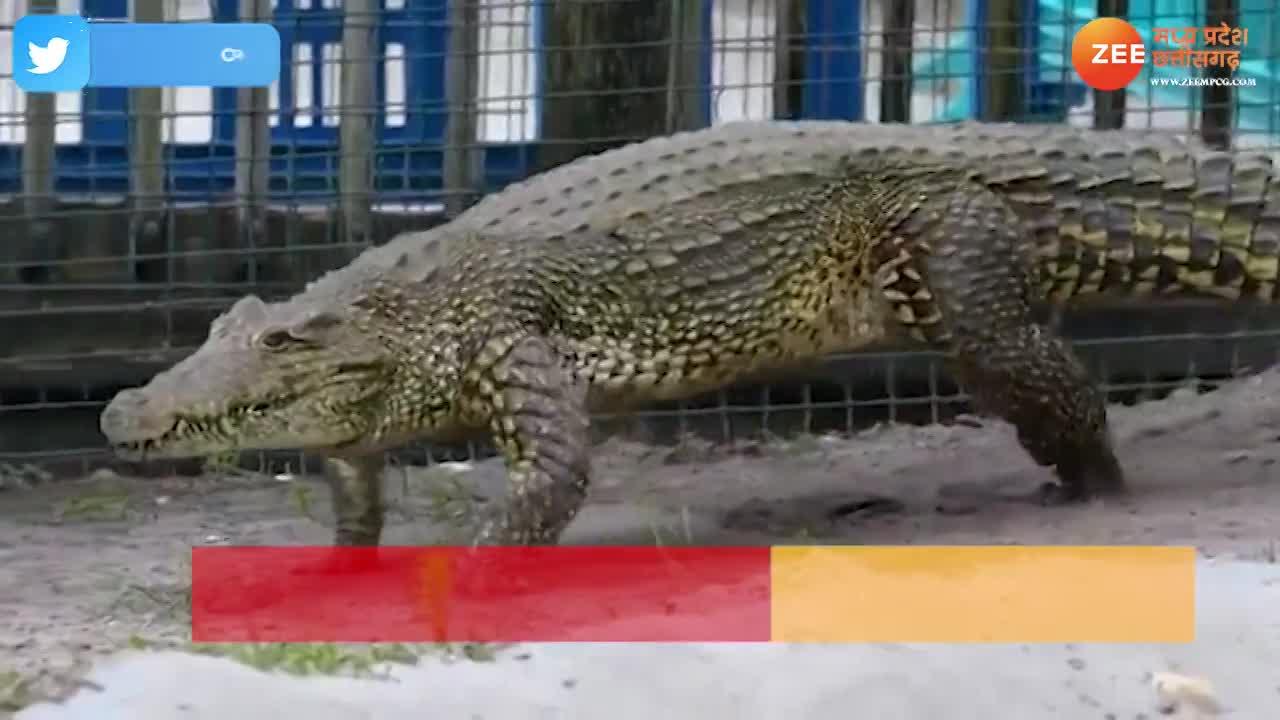 crocodile running fast Shocking video viral people say magaramachchh ...