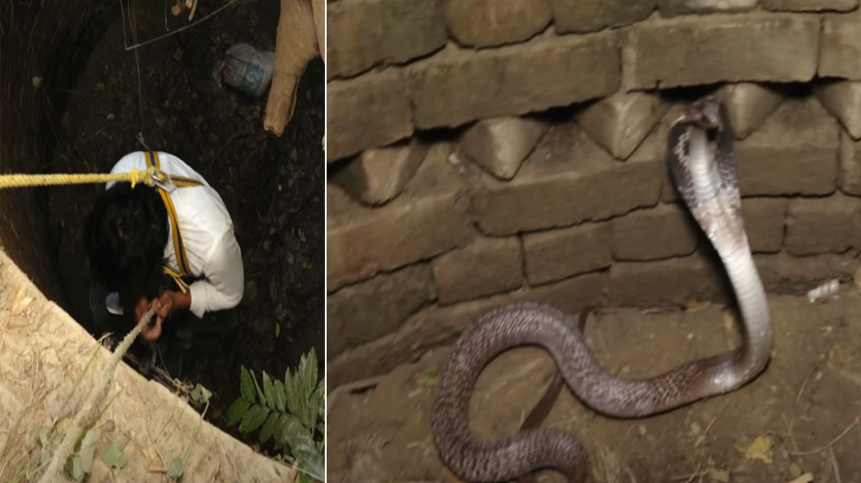 snake rescue saved life in danger of snake in well risk life trending ...