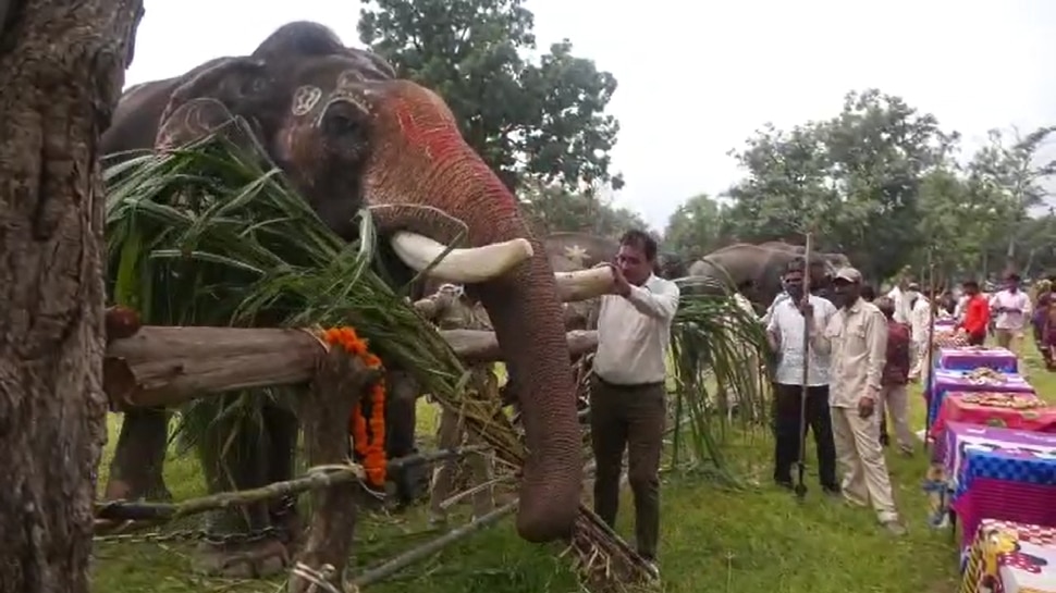Haathi Mahotsav Bandhavgarh Tiger Reserve Umaria elephants enjoying for ...