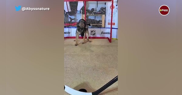 In The Viral Video A Dog Shows Its Great Reflex As It Catches A Ball ...