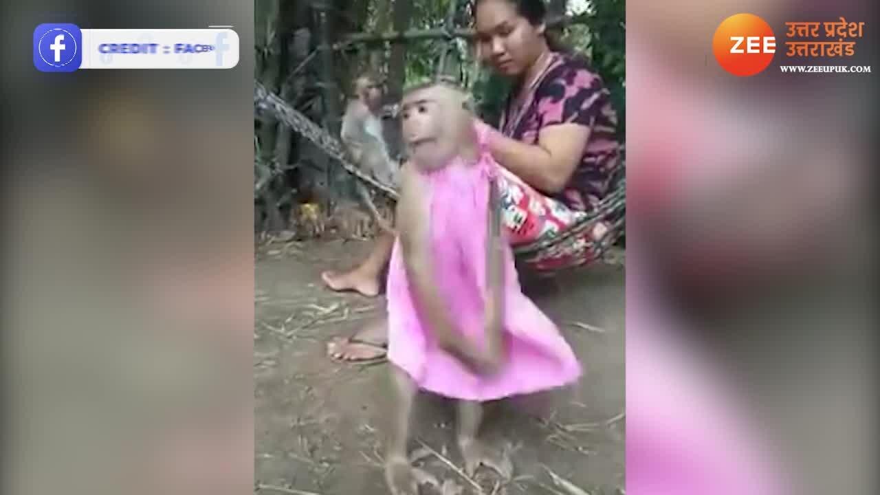 monkey seen dancing with fun wearing frock video went viral on social ...