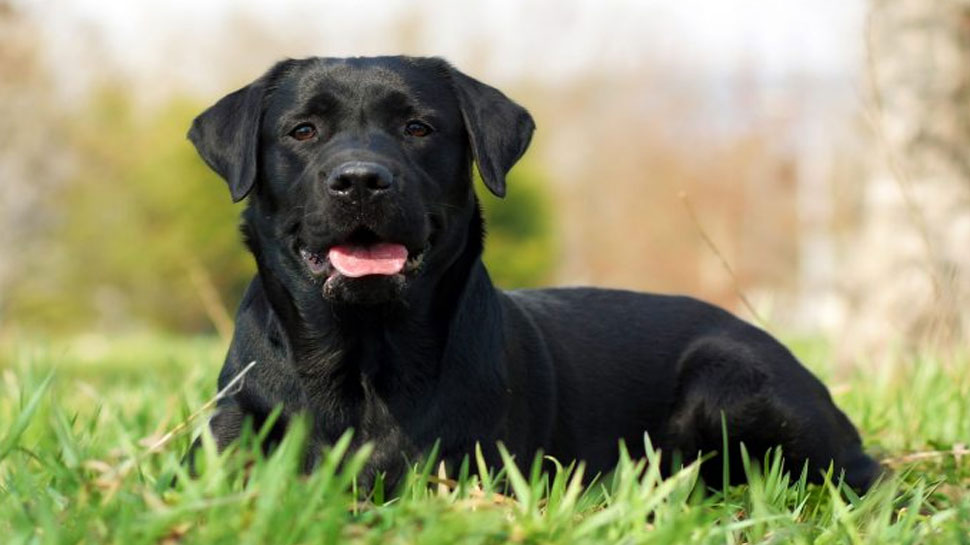 3 planets calm down by adopting a black dog many types of defects are ...