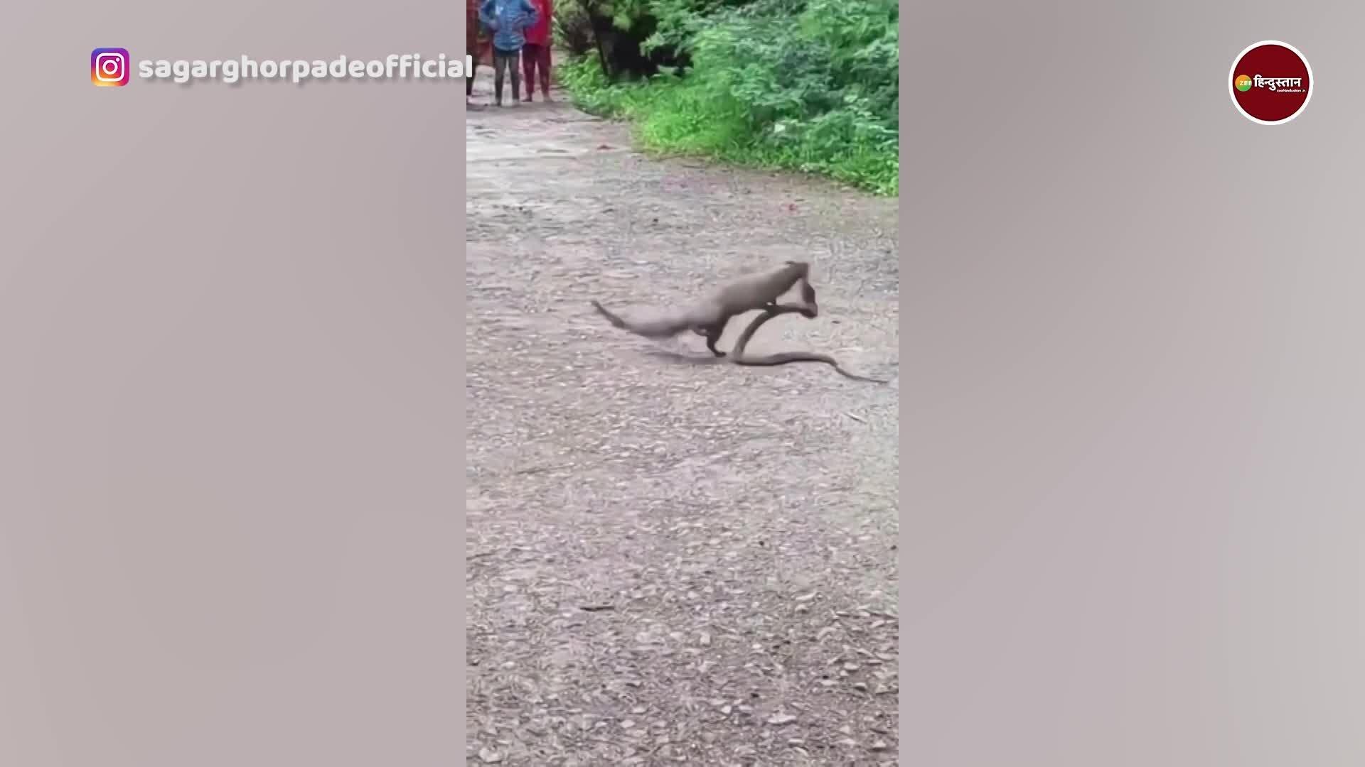 trending shocking video of mongoose and snake fight goes viral watch ...