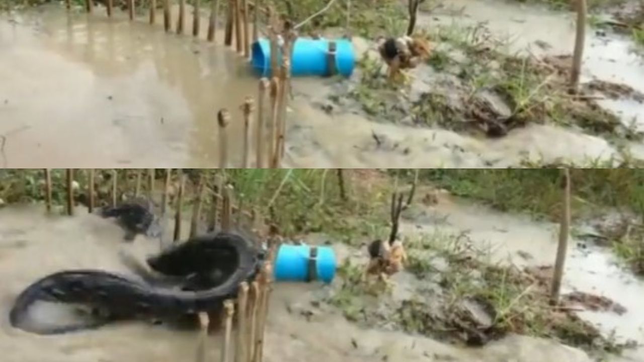 the trap of trapping pythons see the indigenous desi jugaad viral ...