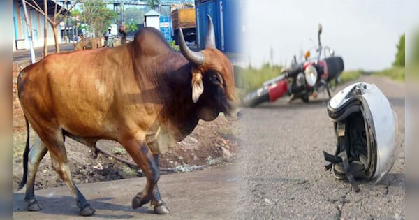 suddenly bullock came on road bike rider of motorcycle slipped and died ...
