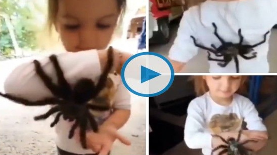 little girl plays with huge spiders video terrified Internet | Viral Video: बड़ी-बड़ी टांगों ...