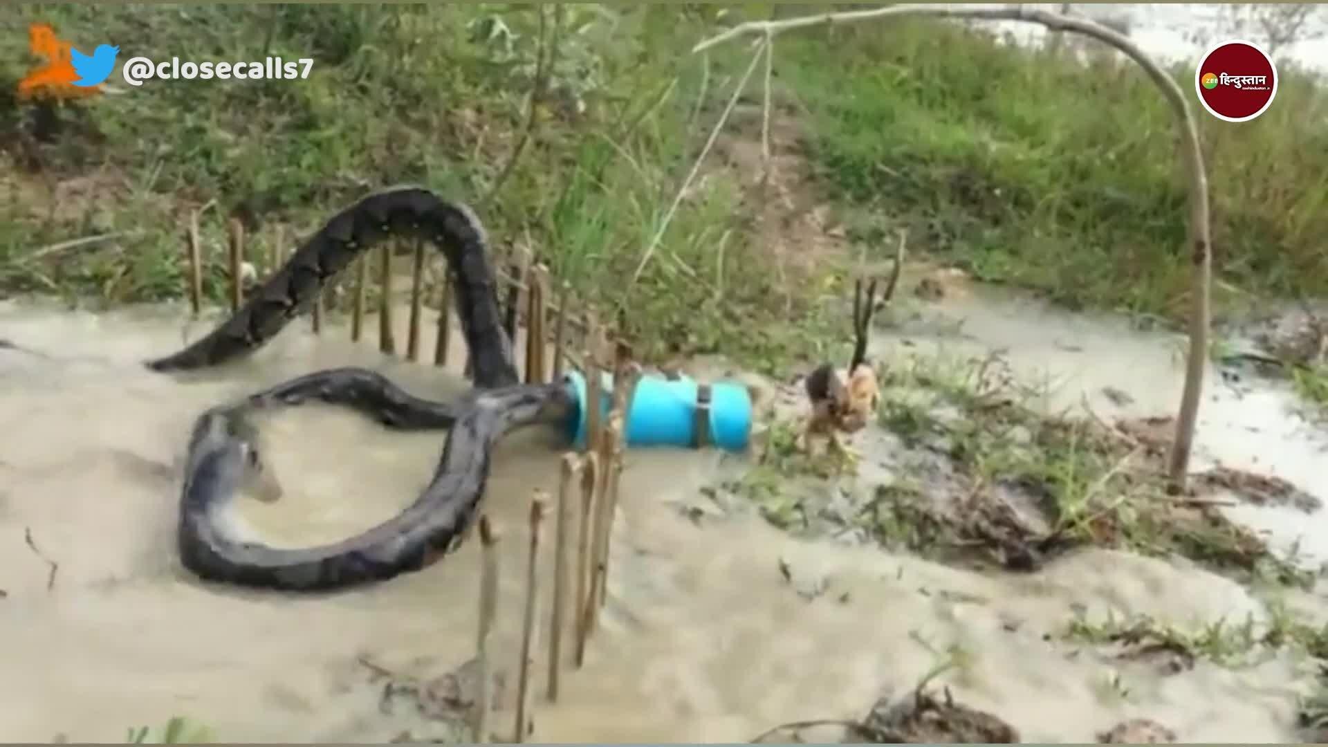 trending video of giant python was easily trapped by desi Jugaad goes viral | अजगर को फंसाने का ...