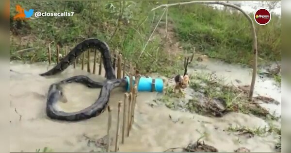 trending video of giant python was easily trapped by desi Jugaad goes ...