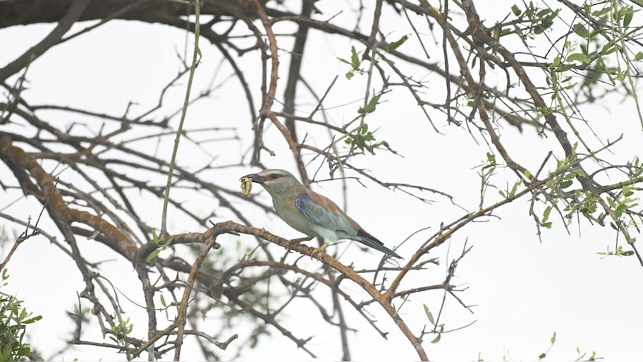 Jaisalmer Migratory bird Neelkanth camped near Lathi village | जैसलमेर ...