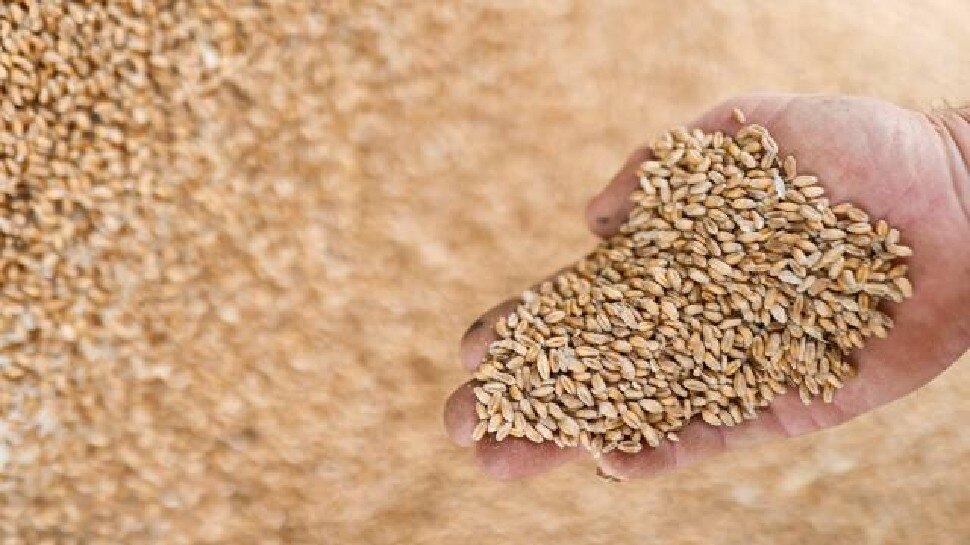 After the Green Revolution the production of wheat in India increased ...