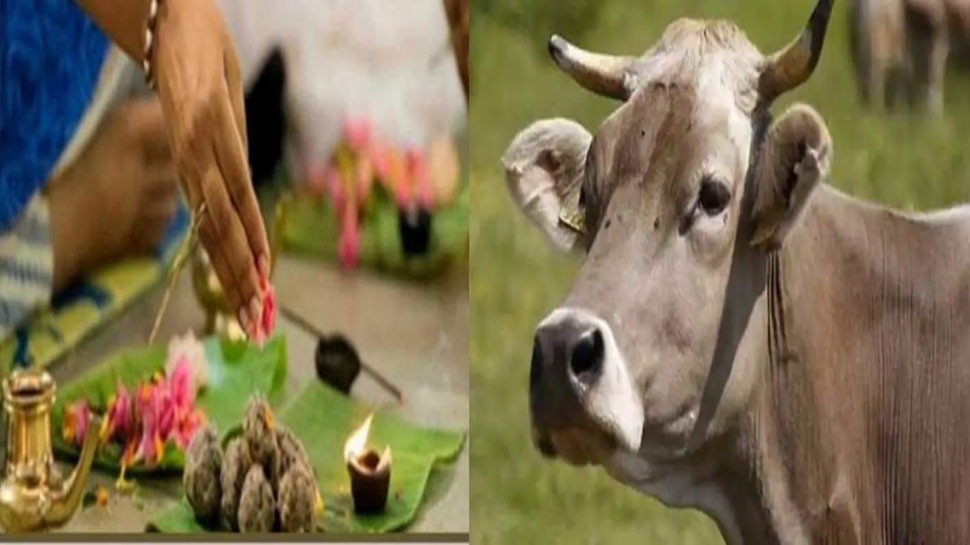 pitru paksha shradh 2022 ancestors want to be happy then please cow ...