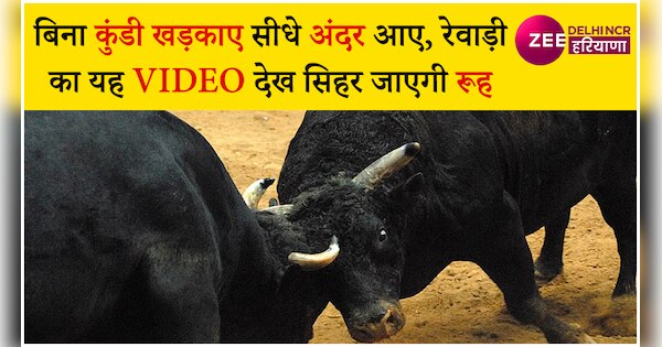 rewari bull fighting in House old woman narrow escaped Haryana animal ...
