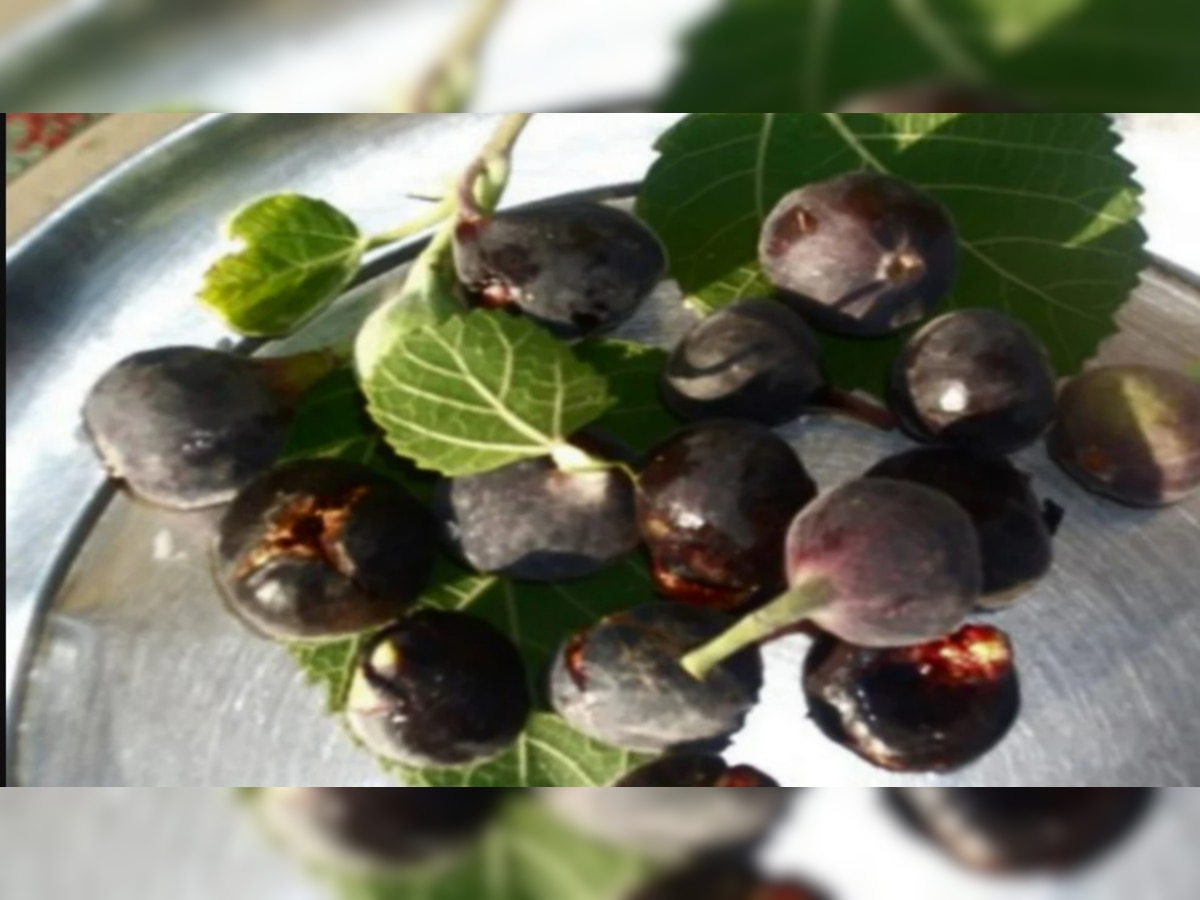 prime minister Narendra modi mann ki baat fruit bedu favorite helps to ...