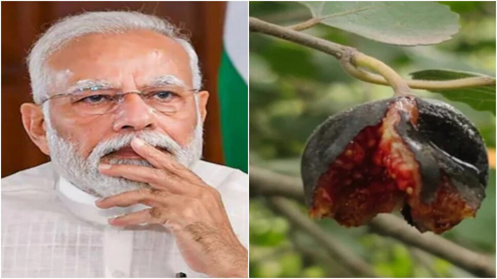 prime minister Narendra modi mann ki baat fruit bedu favorite helps to ...