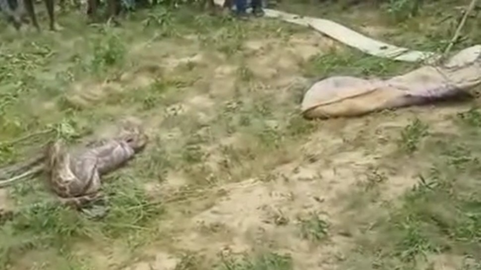 Python ajgar swallowed the Siyar in Sitapur UP, viral video ATUP ...