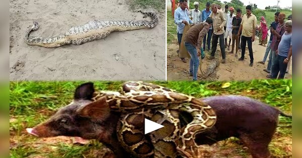 Python attack on wild boar it licked in 5 minutes and then it became ...