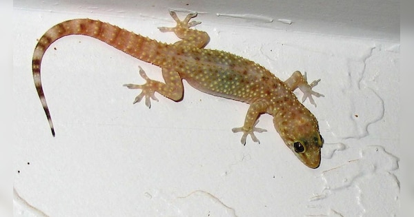 vastu shastra on lizard signs of lizard remedies to please maa lakshmi ...