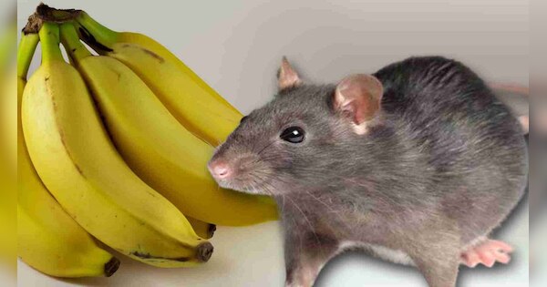 Mouse Banana Effect Mouse Controll by tha Banana says scientist research