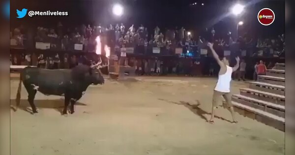 trending shocking video of bull with fire on horns hit man and threw in ...