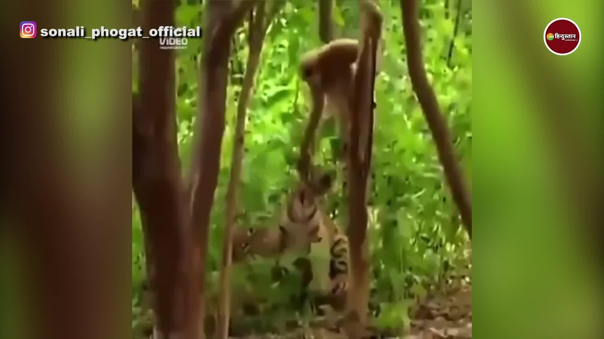 monkeys seen irritating the tiger by puling his tail and ears watch ...