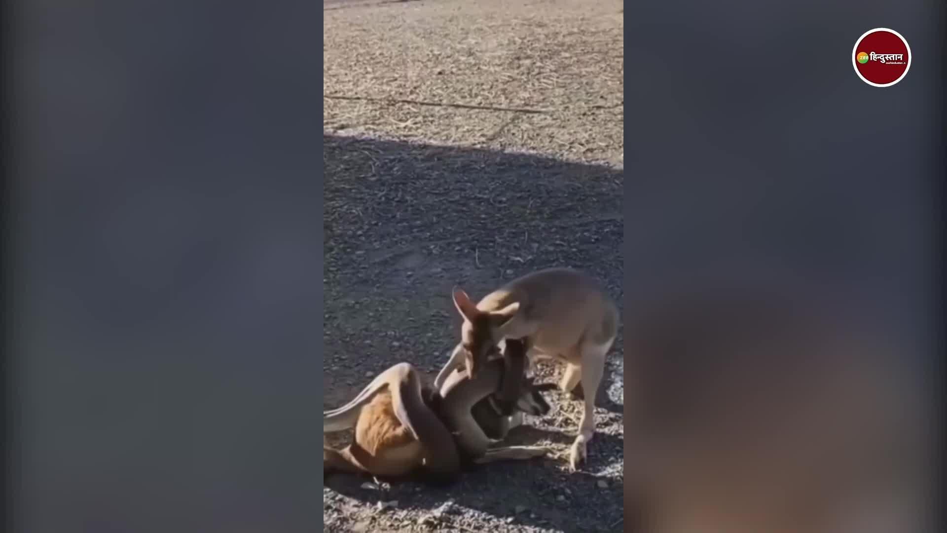 shocking viral video of python attacking on kangaroo | अजगर ने किया ...