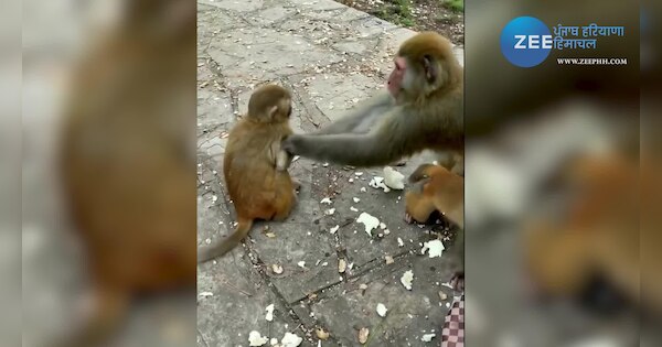 watch most trending and fight video of monkey gone viral on internet ...