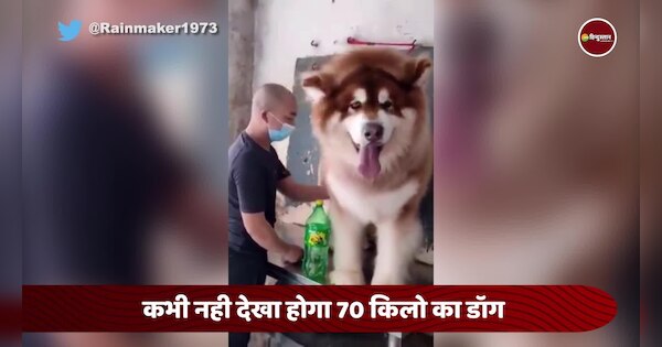 have you ever seen 70 kg huge dog video went viral | कभी नही देखा होगा ...