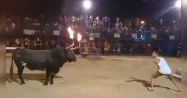 viral video of man juggling with a bull went viral Bull with fire on ...
