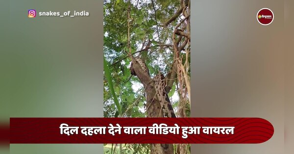shocking viral video of giant snake climbing a tree | विशालकाय अजगर को ...