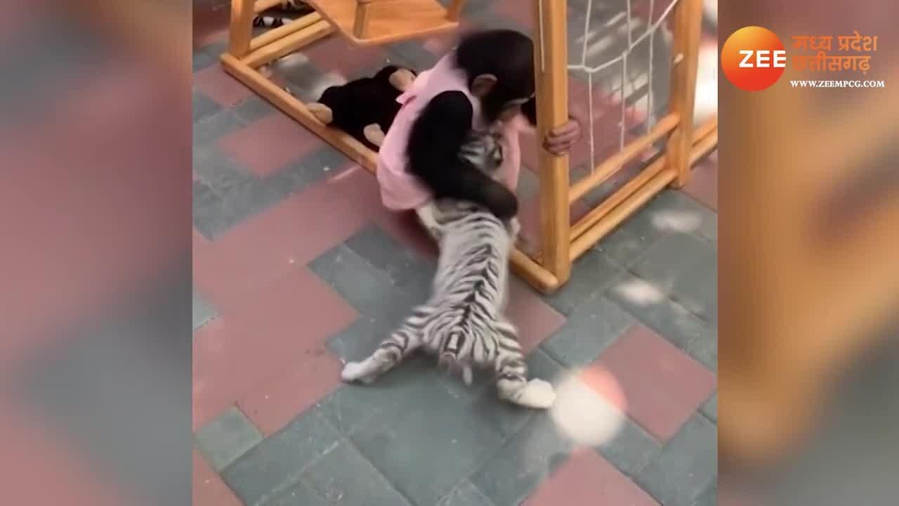 chimpanzee tiger ka video Baby chimpanzee fight with tiger video watch funny video sdmp ...