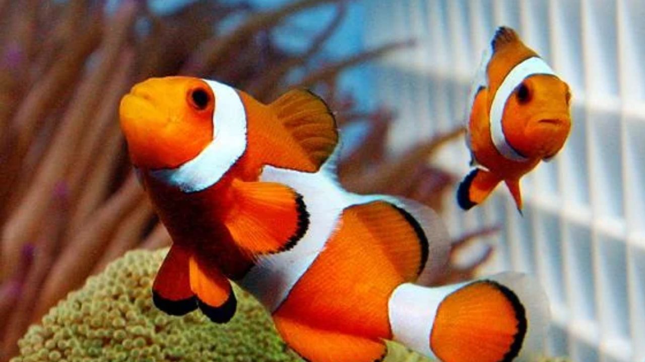 hermaphrodite fish in the sea which can turn their sex female to male ...