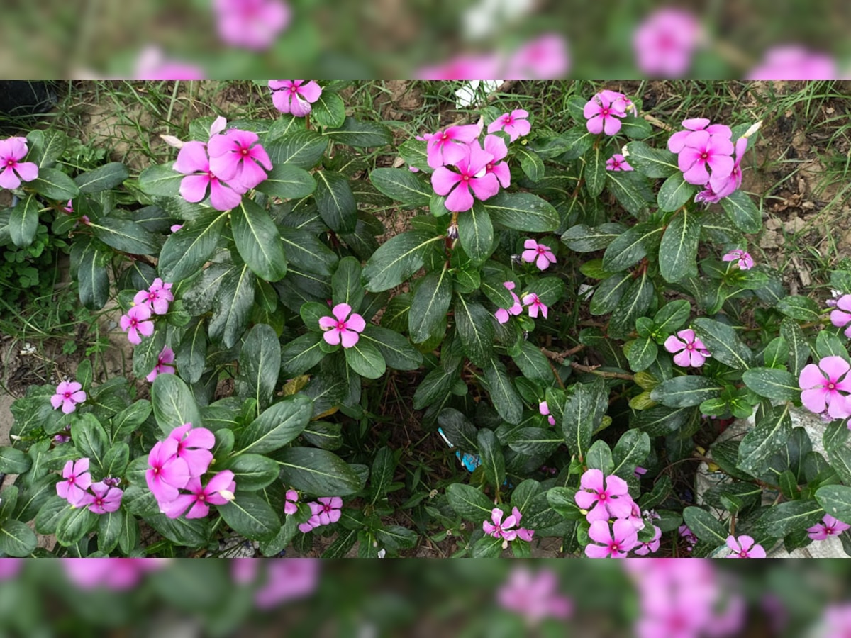 Flowers Eating Health Benefits Marigold Sadabahar Hibiscus Lavender ...