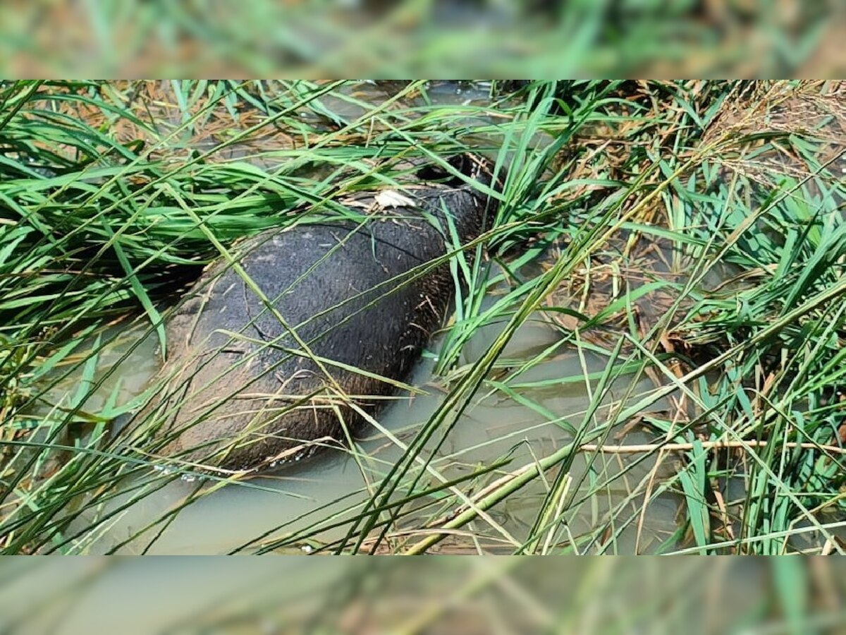 a huge number of pig died, a big health issues expected there