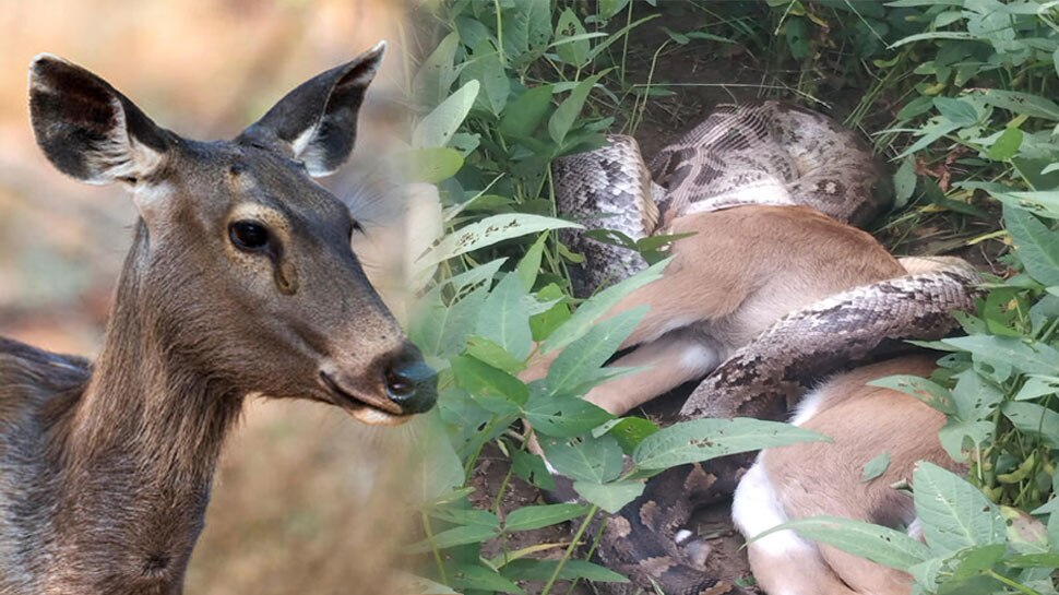 Great Fight Between Nilgai And Python See Why Pythons Air Tight In