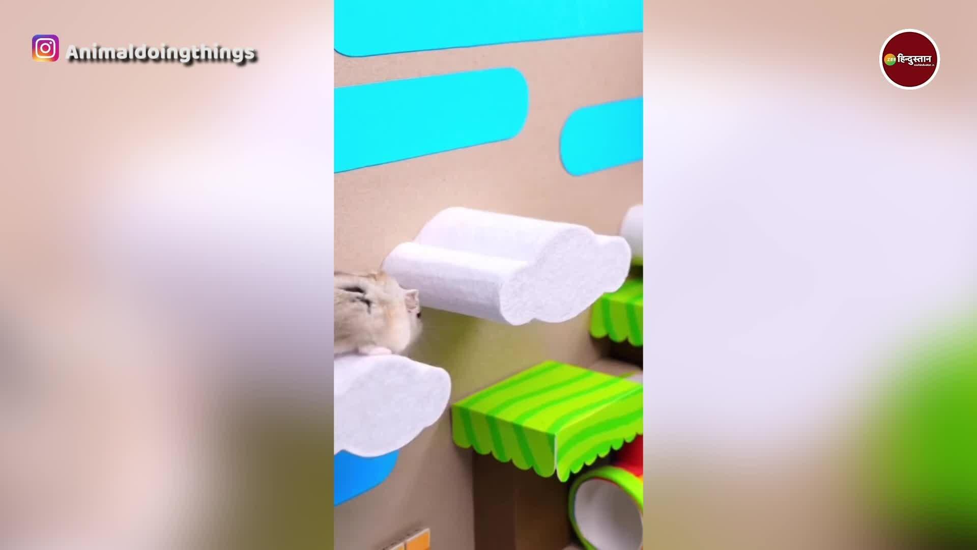 A Video Showcasing A Hamster Escaping The Super Mario Maze Is Gaining ...