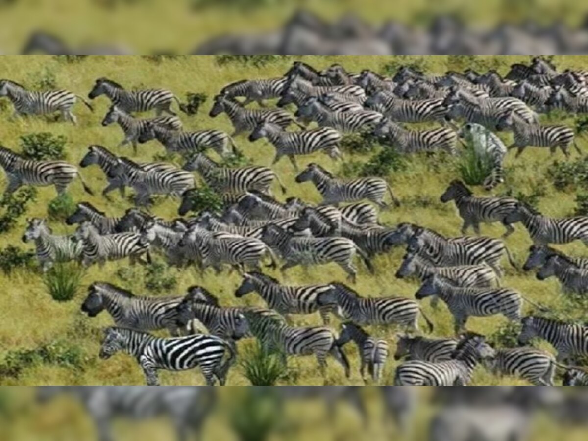 optical illusion photo gallery find hidden objects in this tricky ...