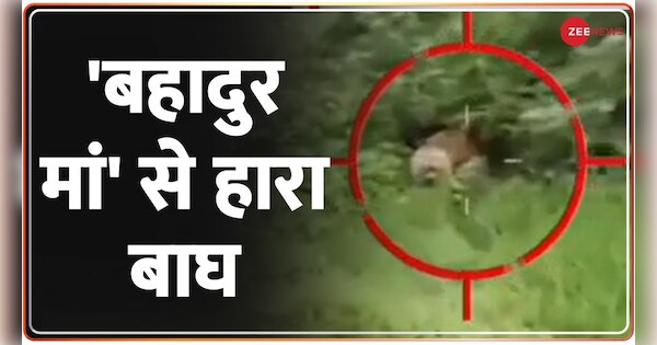 Mother's lofty spirit saved the life of an innocent | Tiger Attack: माँ ...