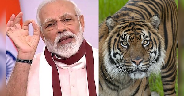 8 tigers will come from South Africa on PM Modi's birthday, will be ...