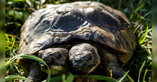 two headed tortoise become 25 year old Geneva Natural History Museum ...
