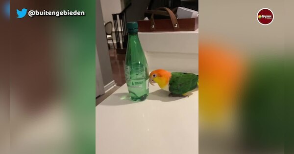 trending video of worlds most naughty parrot throwing things from the ...