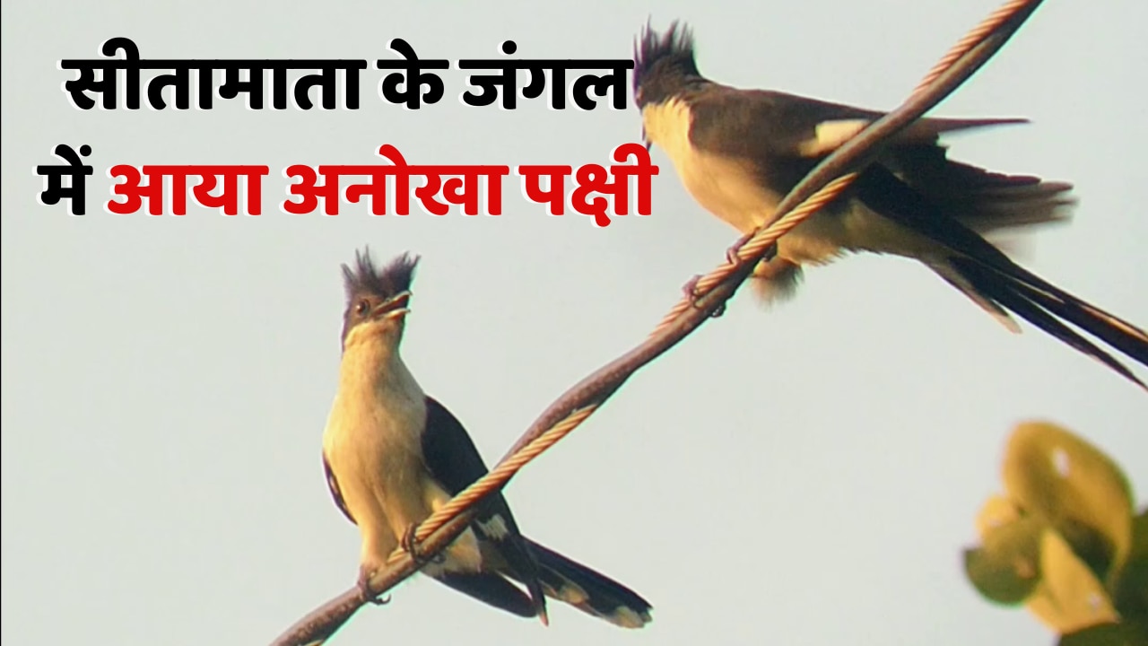 This bird quenches its thirst only once in a year with the drops of ...